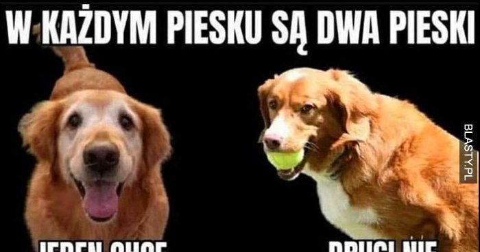 W każdym piesku są dwa pieski: jeden chce żebyć rzucił piłeczkę, drugi ...