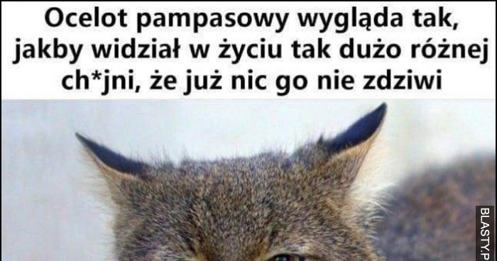 Ocelot pampasowy wygląda tak, jakby widział w życiu dużo różnej padaki ...