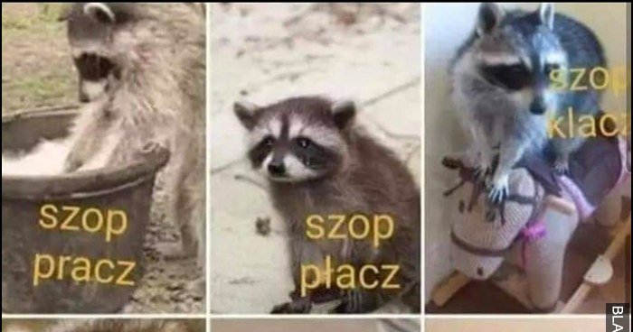 Szop pracz, szop płacz, szop klacz, szop gracz, szop skacz, szop sracz ...