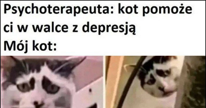 Psychoterapeuta: kot pomoże ci w walce z depresją vs mój kot zawsze ...