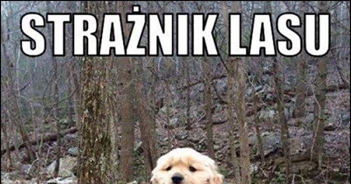 Strażnik lasu słodki pies piesek piesio memy, gify i śmieszne obrazki ...