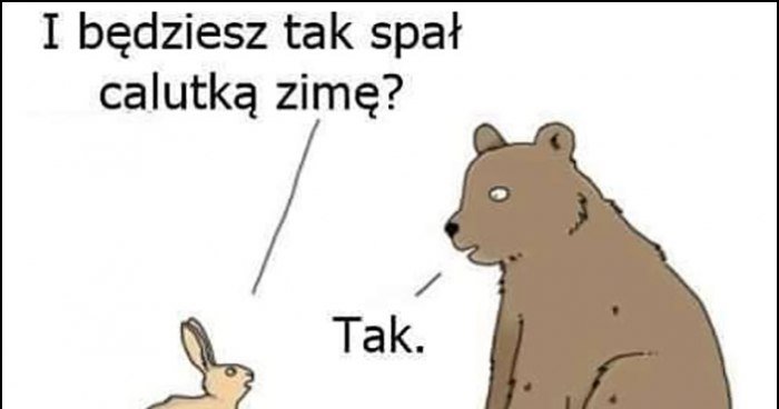 Niedźwiedź do zająca: i będziesz tak spał calutką zimę? Tak, zarąbiście ...