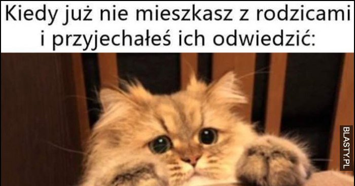 Kot kotek kiedy już nie mieszkasz z rodzicami i przyjechałeś ich ...