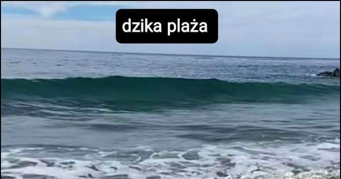 Dzika plaża dosłownie dzik siedzi na plaży memy, gify i śmieszne ...