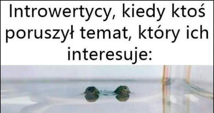 Introwertycy, kiedy ktoś poruszył temat, który ich interesuje żaba ...