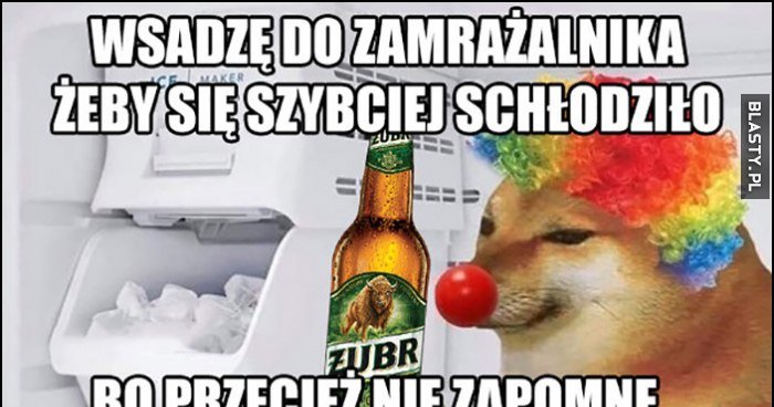Pies klaun wsadzę piwo piwko Żubr do zamrażalnika żeby się szybciej ...