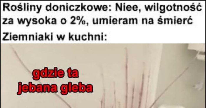 Rośliny doniczkowe: zła wilgotność umieram na śmierć vs ziemniaki w ...