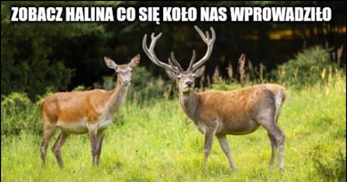 Sarny: zobacz Halina co się koło nas wprowadziło, mój Boże Sarnuch ...