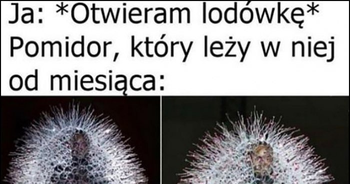 Ja: otwieram lodówkę, pomidor który leży w niej od miesiąca cały ...