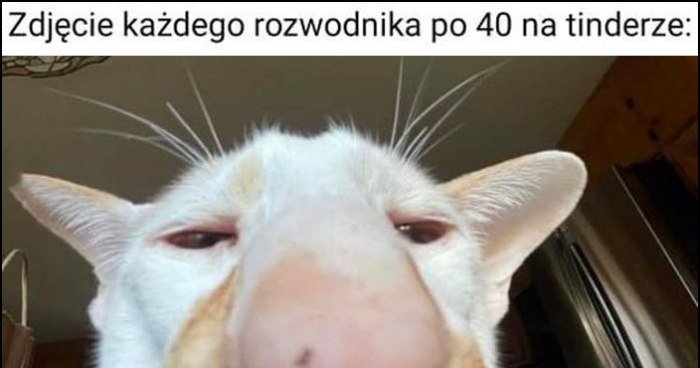 Zdjęcie każdego rozwodnika po 40 na tinderze selfie mordy ryja kot memy ...