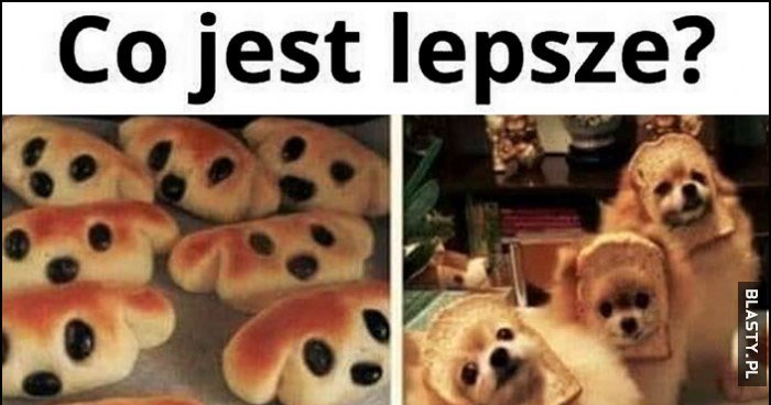 Co jest lepsze? Chlebki w pieski czy pieski w chlebku? memy, gify i ...