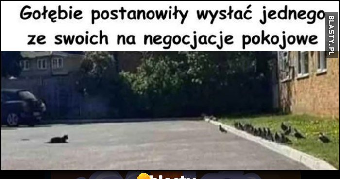 Gołębie postanowiły wysłać jednego ze swoich na negocjacje pokojowe z ...
