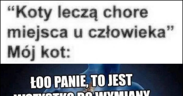 Koty leczą chore miejsca u człowieka. Mój kot: łoo panie, to jest ...