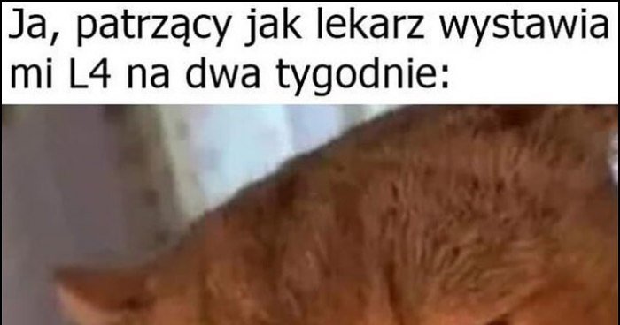 Ja patrzący jak lekarz wystawia mi L4 na dwa tygodnie zadowolony kot ...