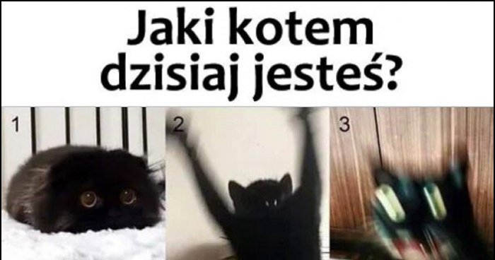 Jakim czarnym kotem jesteś dzisiaj? Numery 1 do 9 memy, gify i śmieszne ...