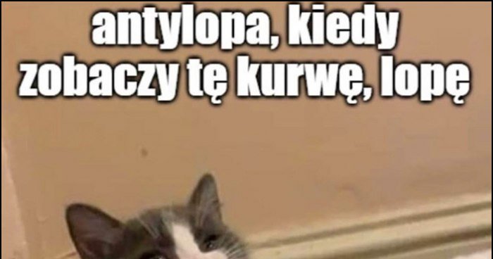 Antylopa kiedy zobaczy lopę silna niechęć skrzywiony kot kotek memy ...