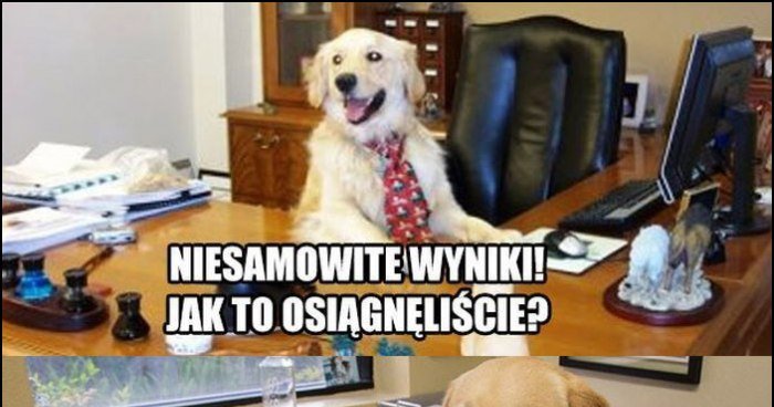 Pies psy księgowość: niesamowite wyniki, jak to osiągnęliście? To ...