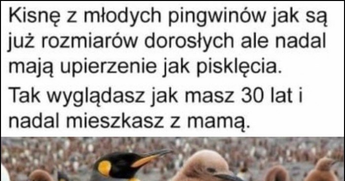 Młode pingwiny sa rozmiarów dorosłycha ale nadal mają upierzenie jak ...