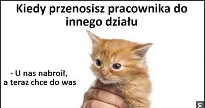 Kot kotek kiedy przenosisz pracownika do innego działu, u nas nabroił a ...