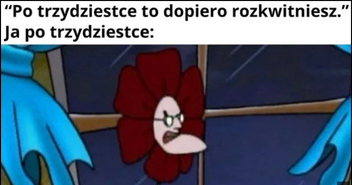 Po trzydziestce to dopiero rozkwitniesz, tymczasem ja po trzydziestce ...