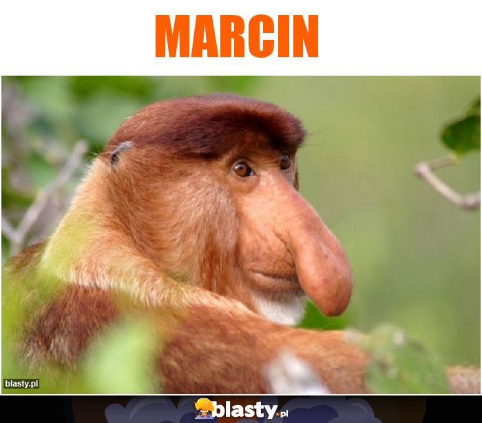 Marcin memy, gify i śmieszne obrazki facebook, tapety, demotywatory zdjęcia