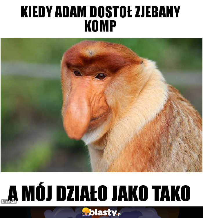 Kiedy adam dostoł zjebany komp memy, gify i śmieszne obrazki facebook ...