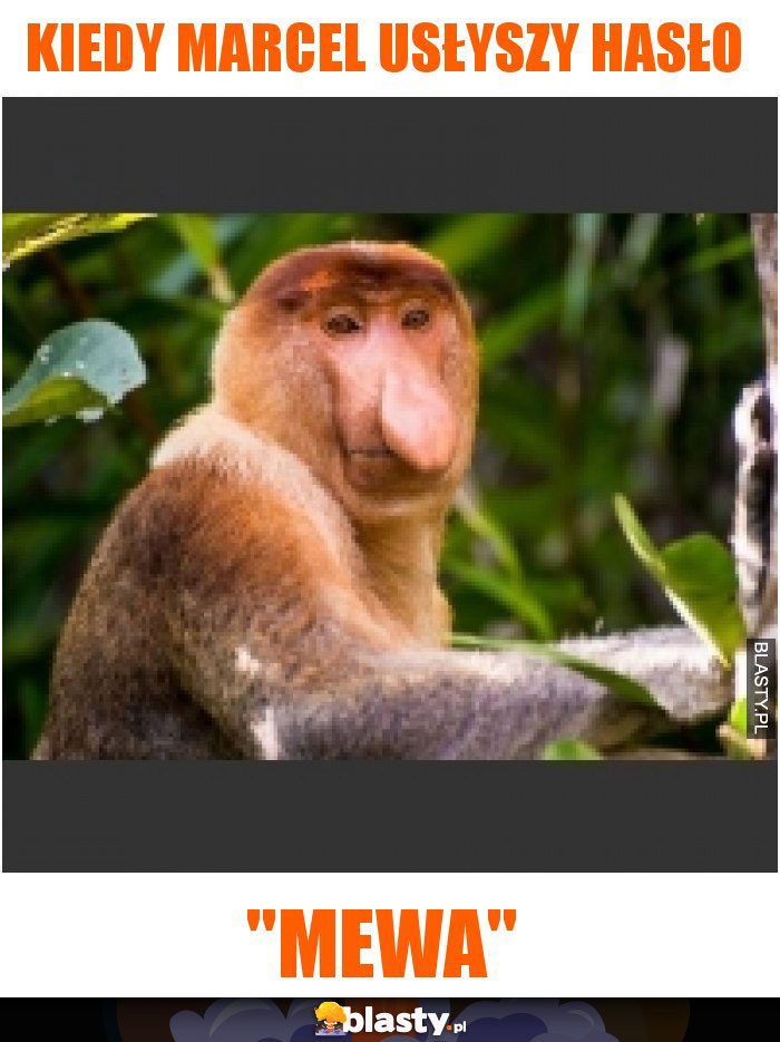 Kiedy Marcel usłyszy hasło memy, gify i śmieszne obrazki facebook ...