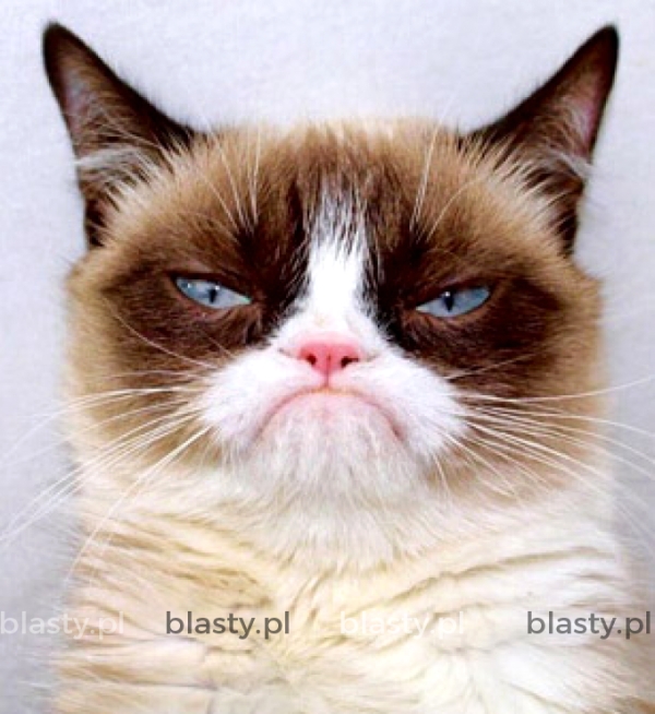 zly-kot bardzo śmieszne memy i demotywatory facebook zly-kot zabawne ...